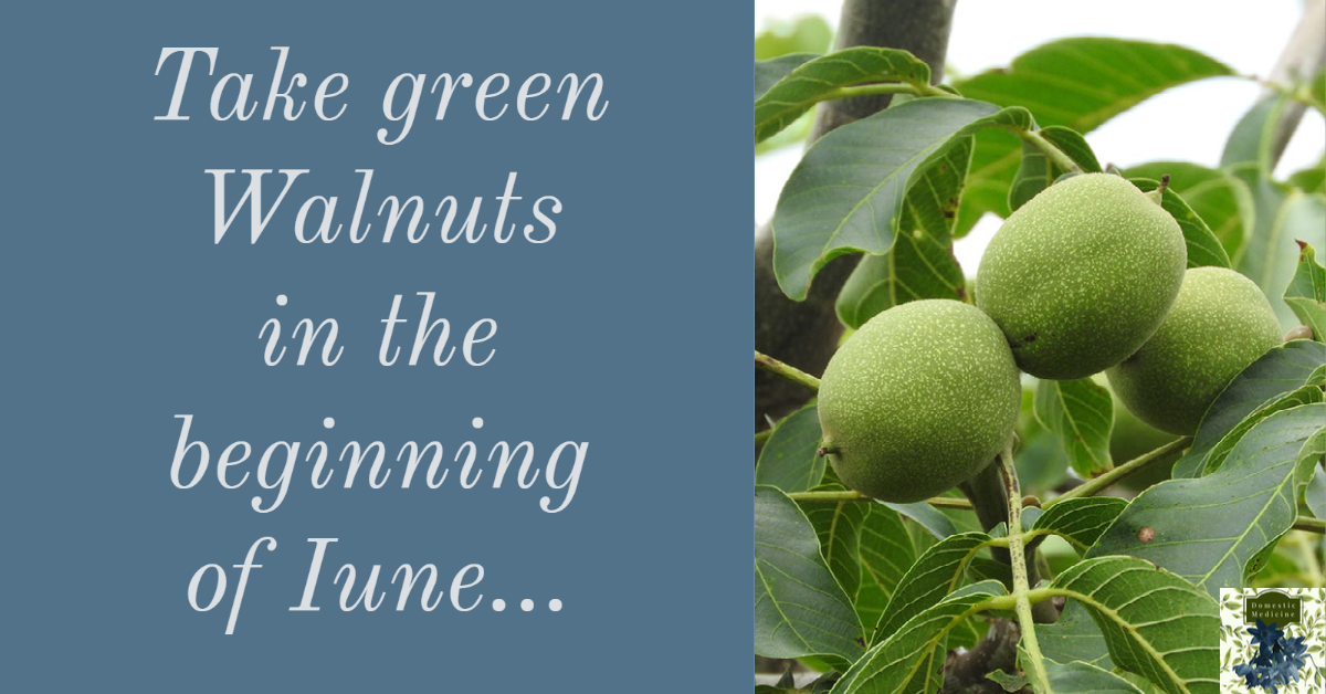 Take Green Walnuts in the Beginning of June – Domestic Medicine