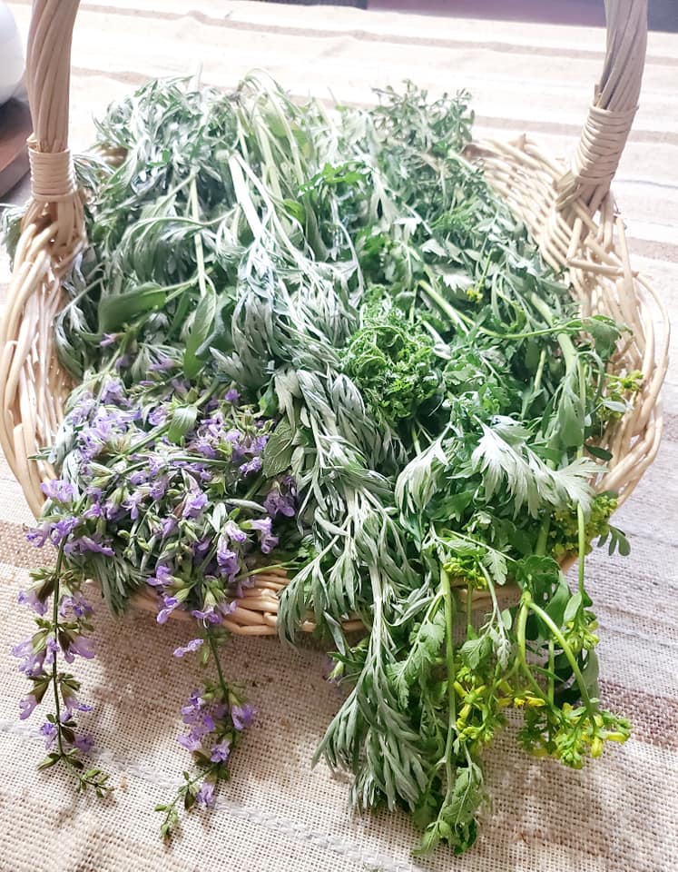 Making A Green Salve – Domestic Medicine