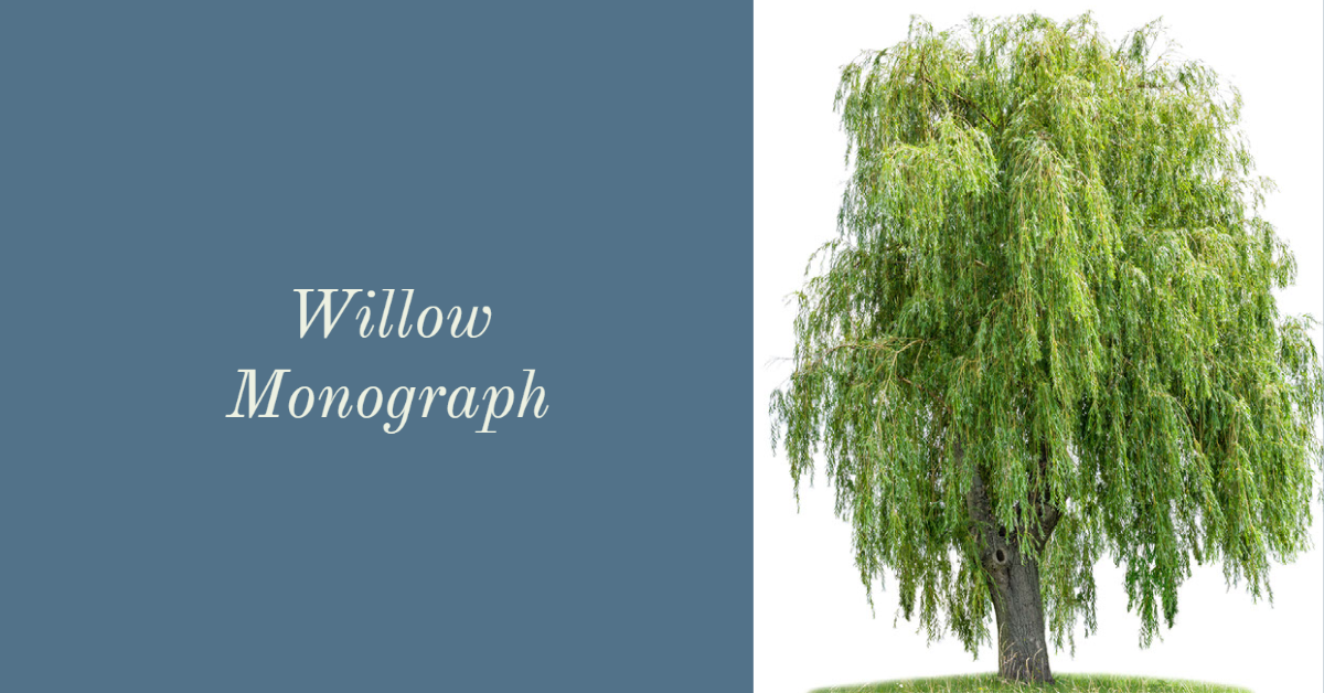Willow Monograph – Domestic Medicine