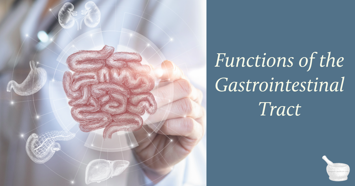 Understanding the Functions of the GI Tract – Domestic Medicine