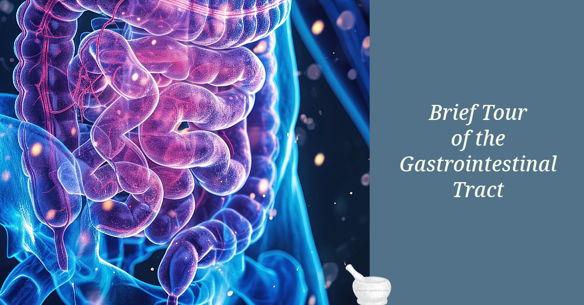 Brief Tour of the Gastrointestinal Tract – Domestic Medicine